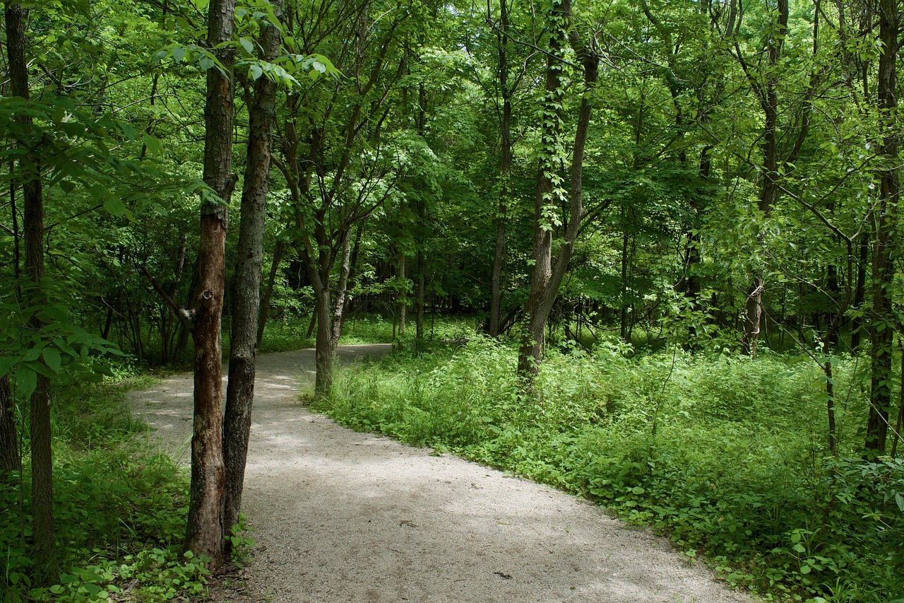 Trail Hiking - Free photo on Pixabay