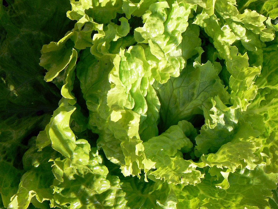 Salad Lettuce Food - Free photo on Pixabay - Pixabay