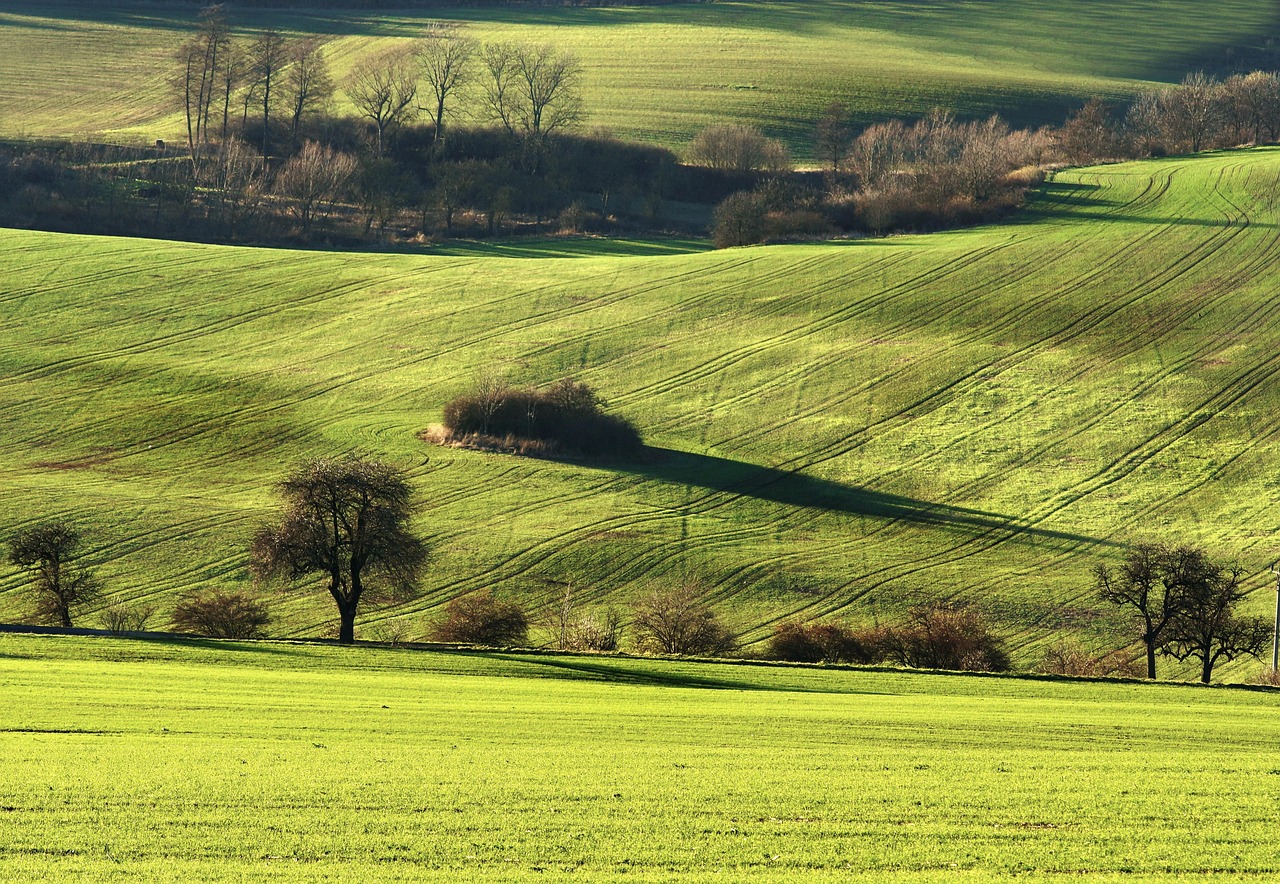 Country Field Trees - Free photo on Pixabay - Pixabay