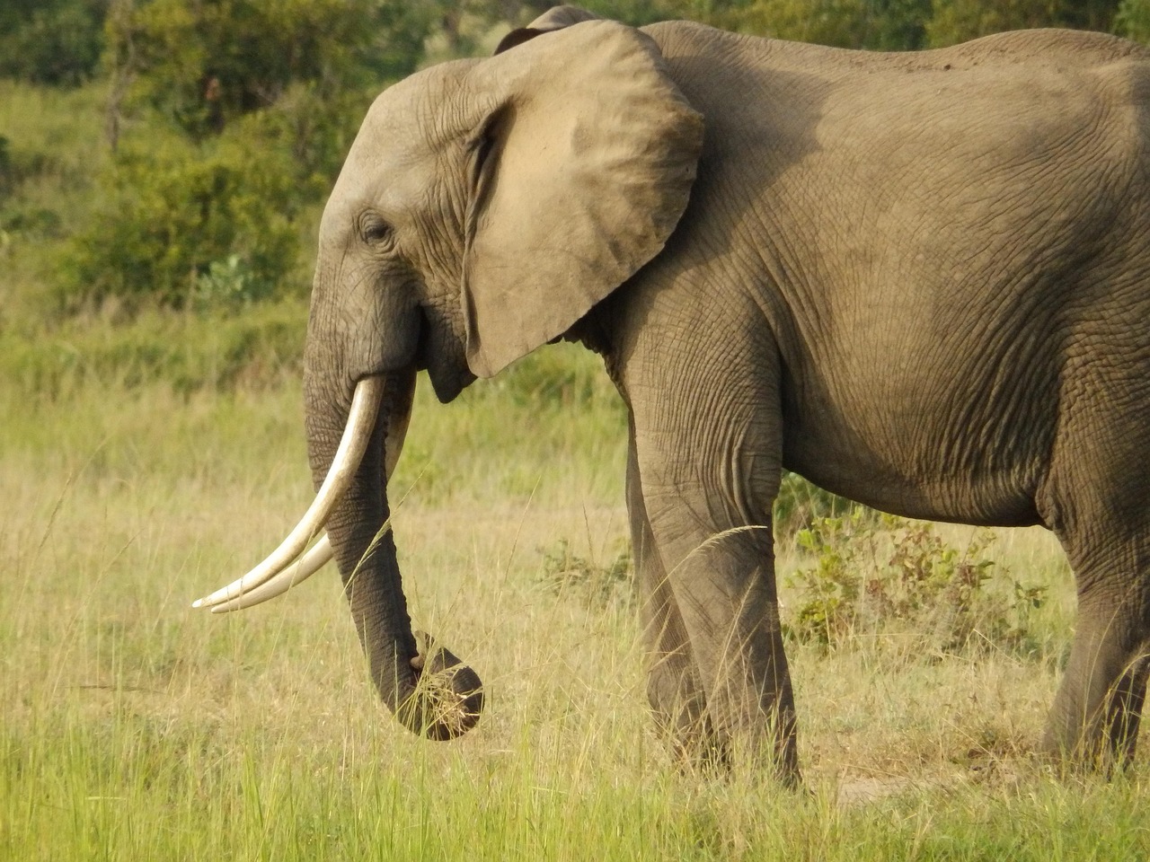 Africa Elephant Wildlife - Free photo on Pixabay
