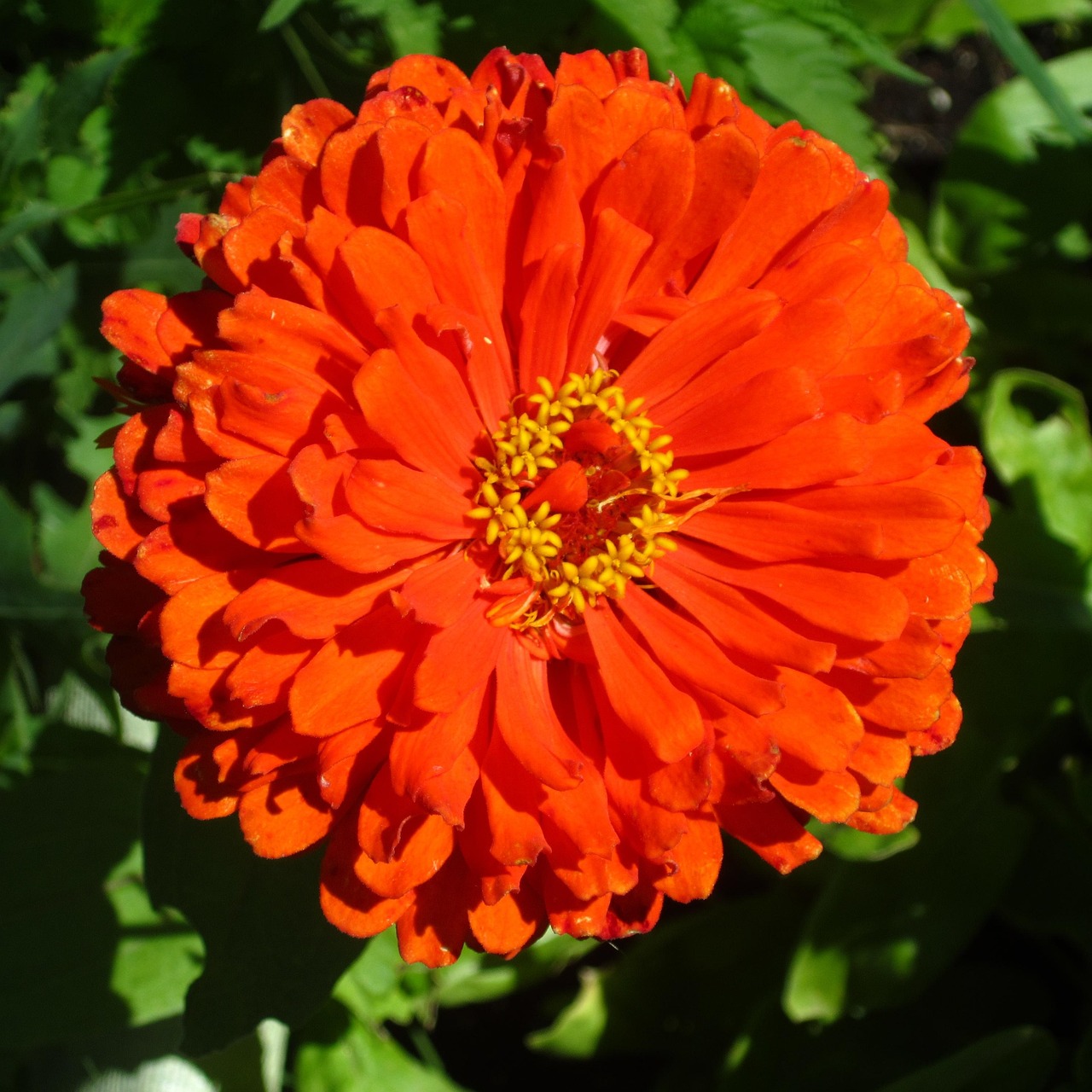 Zinnia Flor Naturaleza Pétalos De - Foto gratis en Pixabay - Pixabay
