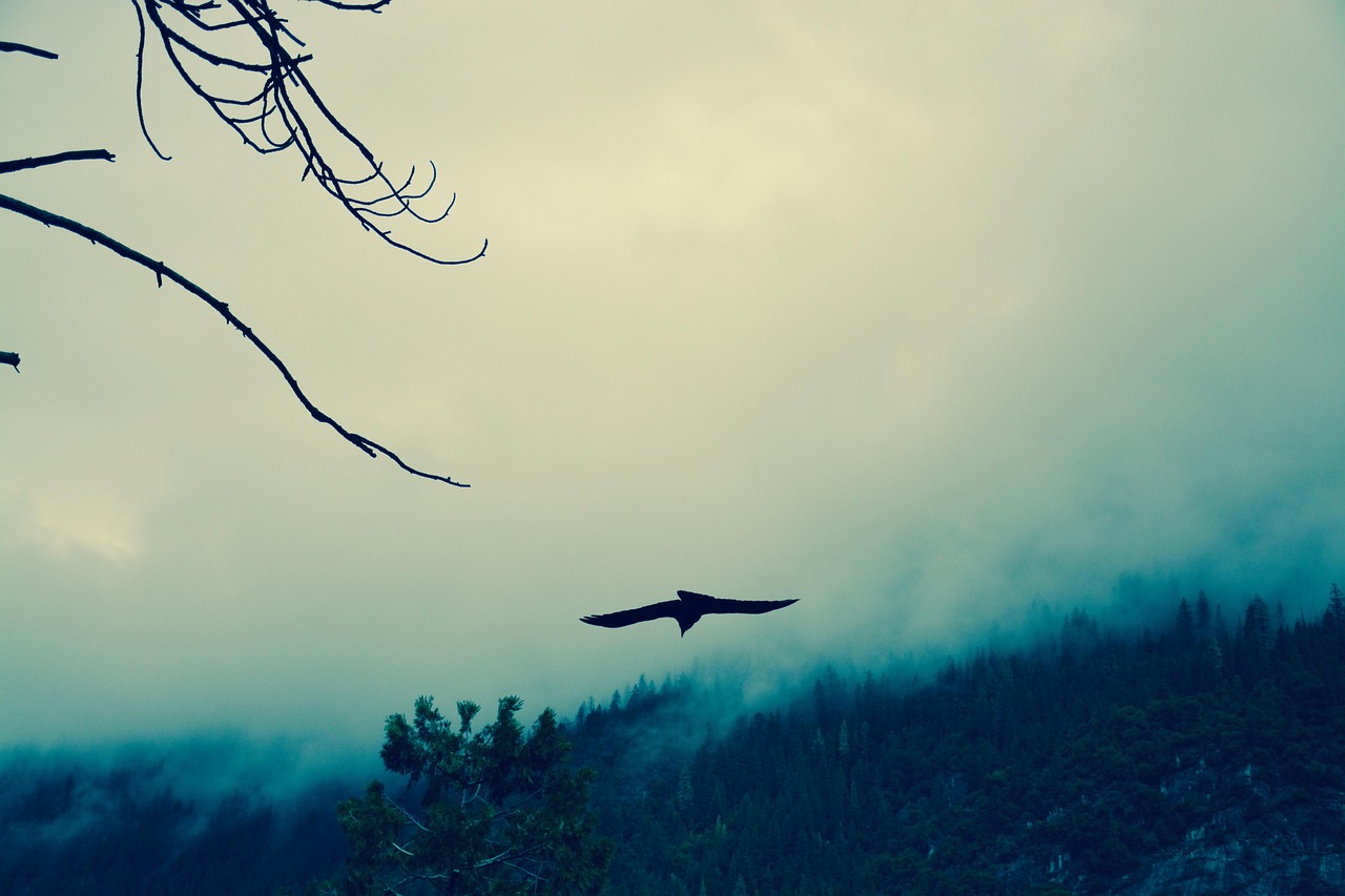 Raven Wild Fog - Free photo on Pixabay