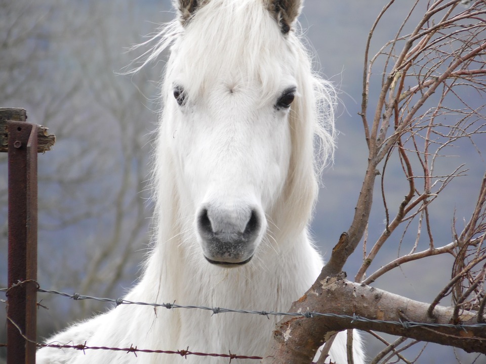 Caballo Poni Animal - Foto gratis en Pixabay