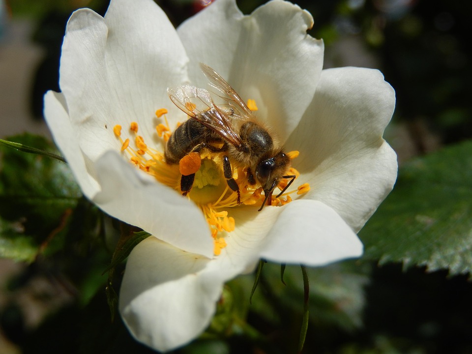 Bee Flower Insect - Free photo on Pixabay - Pixabay
