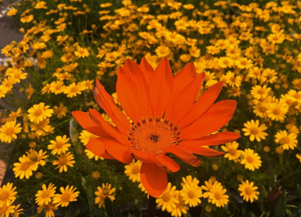 Fleurs Jaune Orange - Photo gratuite sur Pixabay - Pixabay