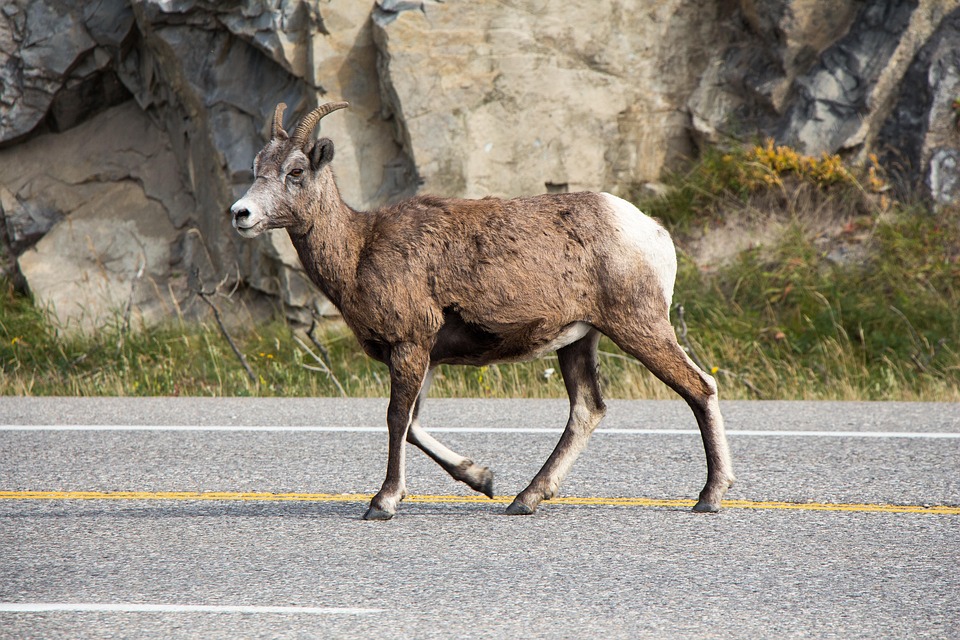 Mountain Goat Jasper Alberta - Free photo on Pixabay - Pixabay
