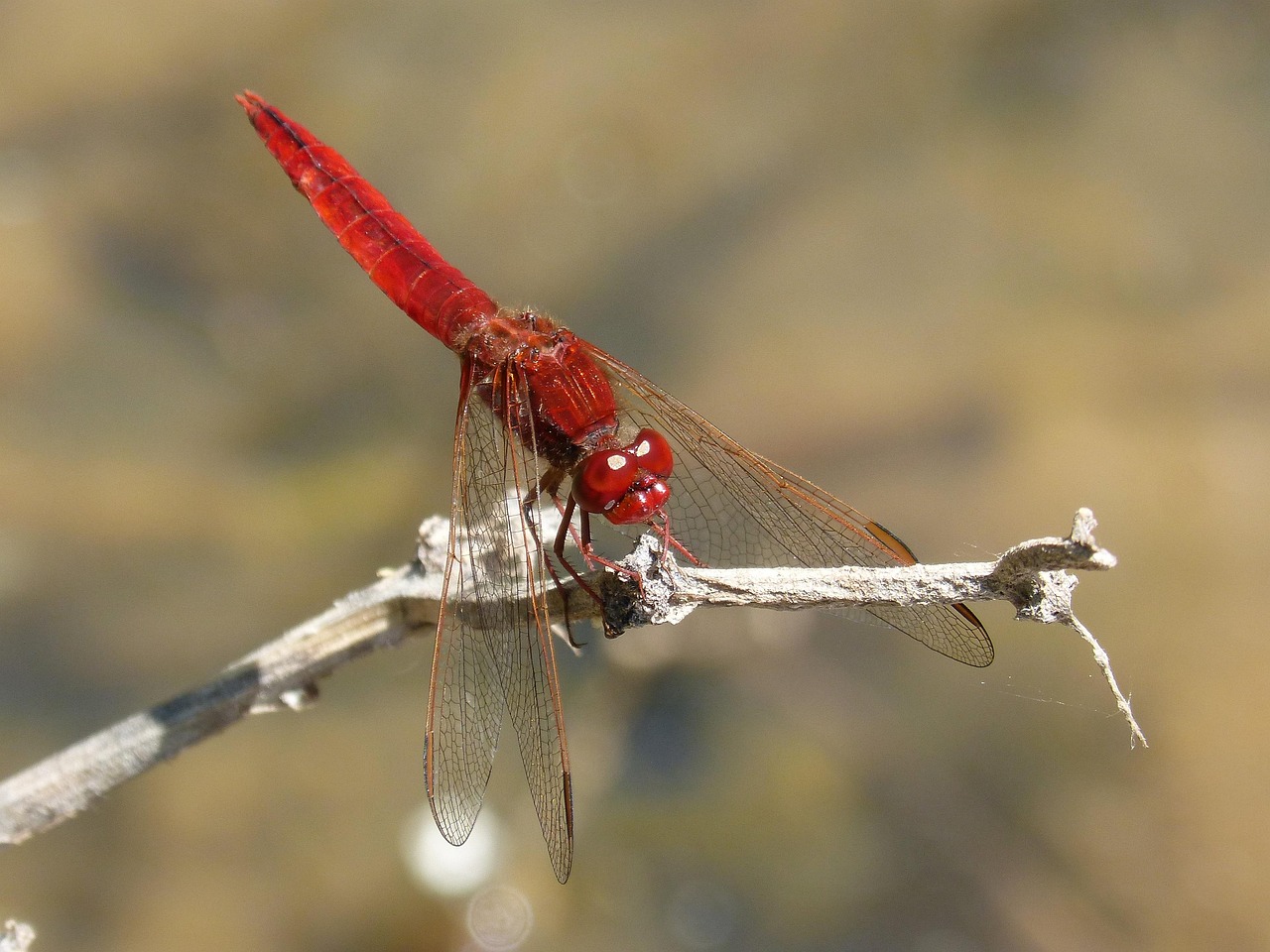 Red Dragonfly River Pond - Free photo on Pixabay - Pixabay
