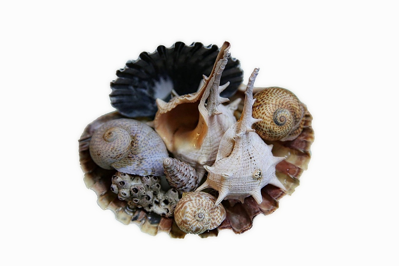 Mer Coquillage Nature - Photo gratuite sur Pixabay - Pixabay