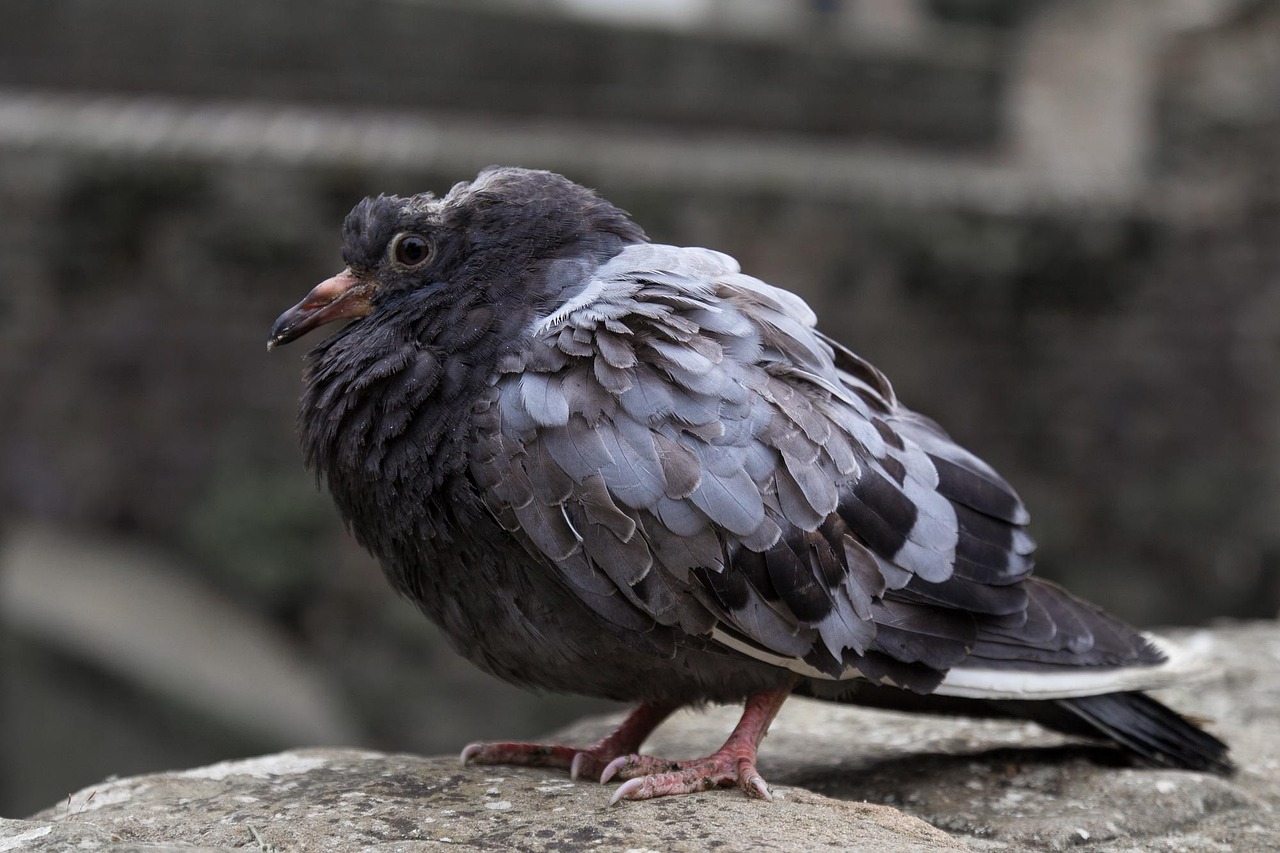 Oiseau Colombe Malade - Photo gratuite sur Pixabay - Pixabay