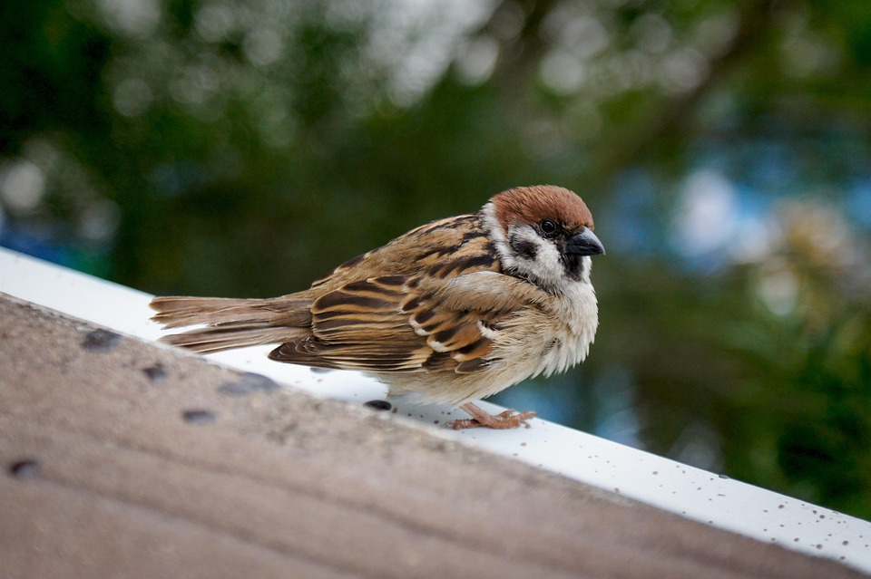 Hong Kong Ocean Park Sparrow Bird - Free photo on Pixabay - Pixabay