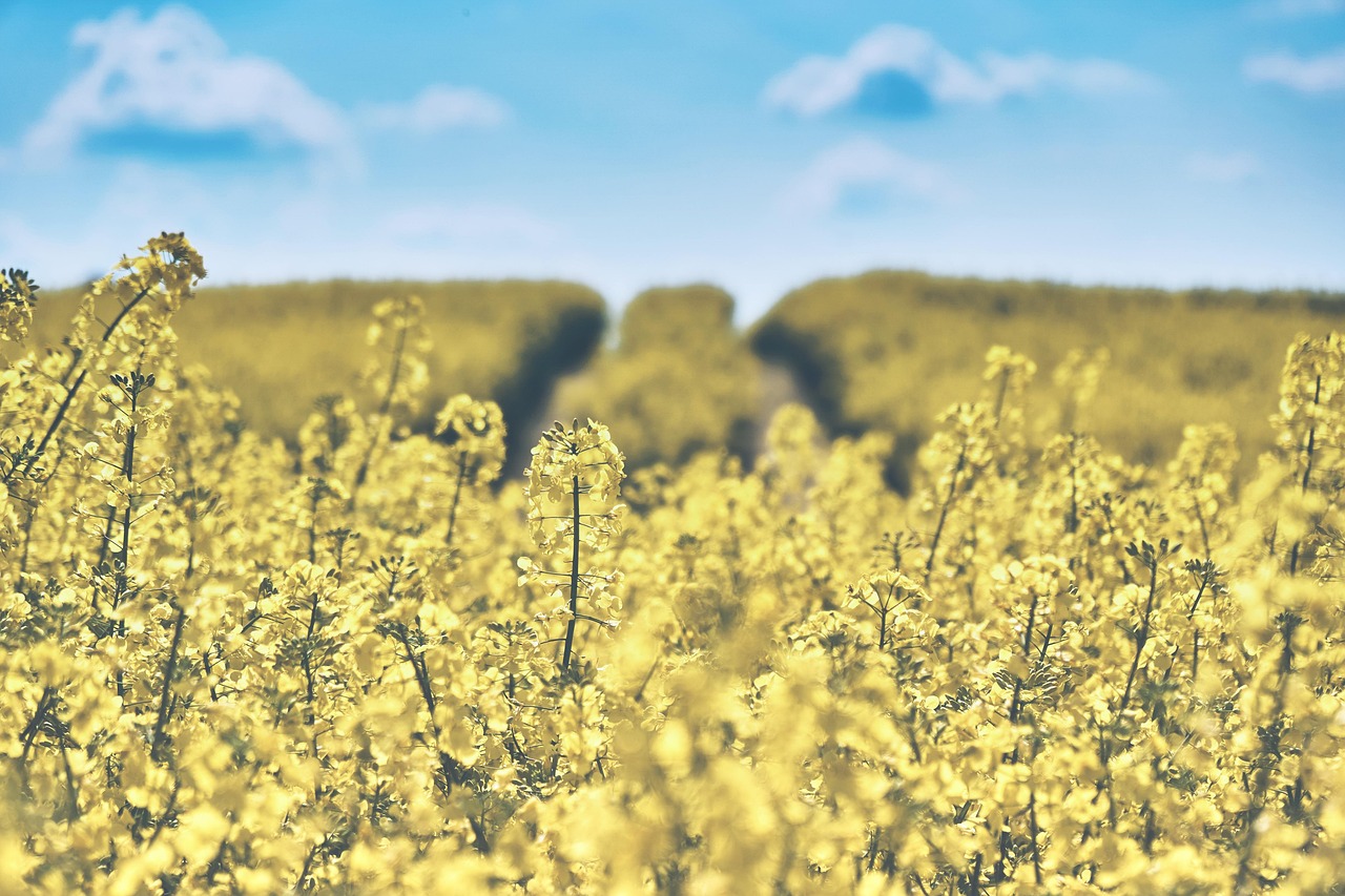 70,000+ Free Field & Nature Images - Pixabay