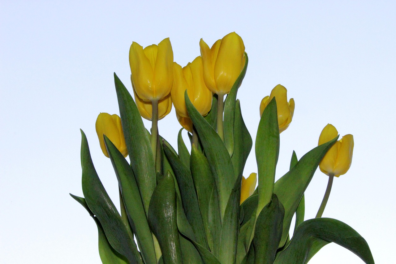 Tulips Flower Yellow - Free photo on Pixabay - Pixabay