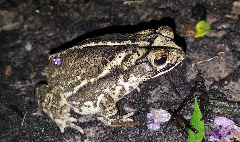 90+ Free Warts & Toad Images - Pixabay