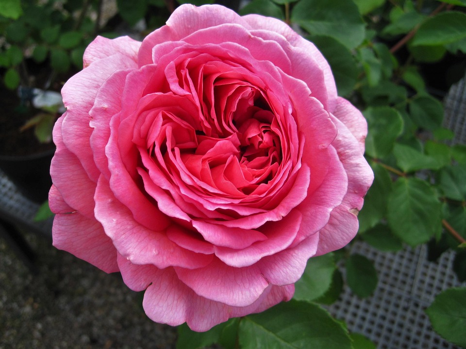 Rose Noble Rempli Jardin - Photo gratuite sur Pixabay - Pixabay