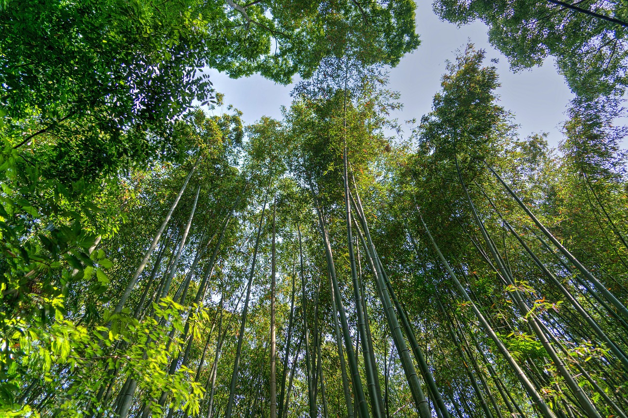 100,000+ Free Sagano Bamboo Forest, Arashiyama & Bamboo Images - Pixabay