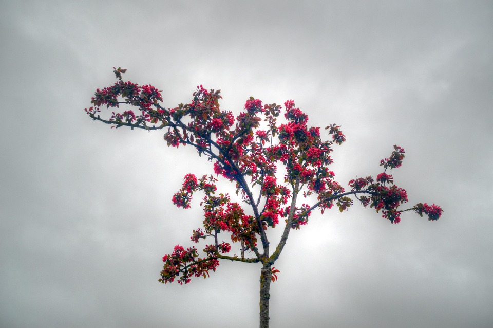 Tree Sky Grey - Free photo on Pixabay - Pixabay