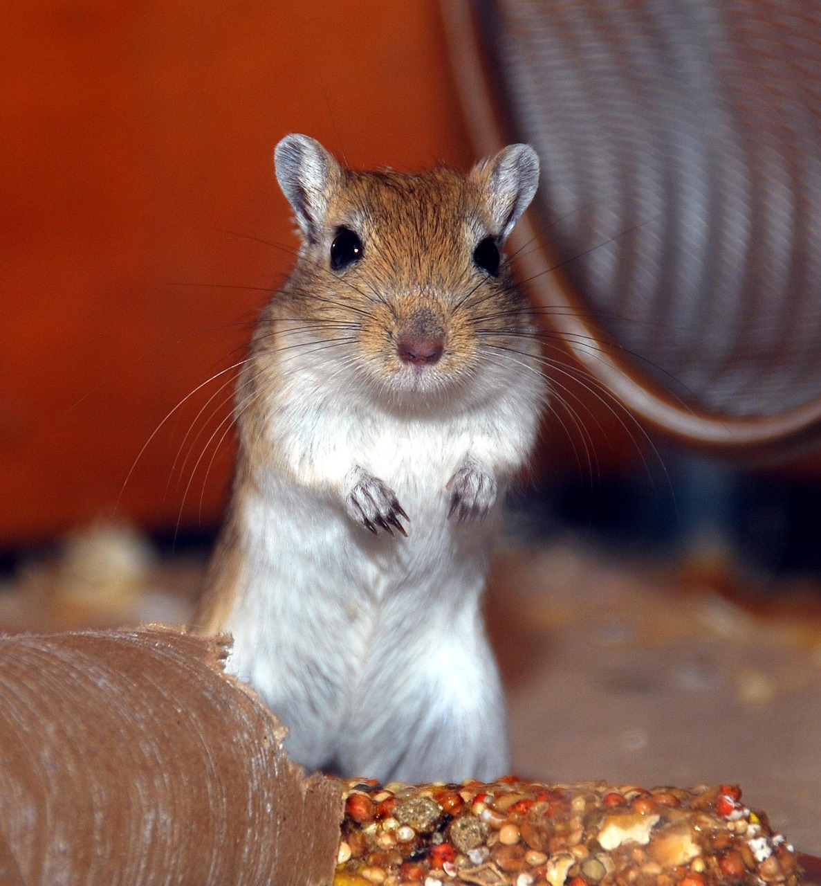Gerbil Rodent Small Animal Pocket Free Photo On Pixabay Pixabay
