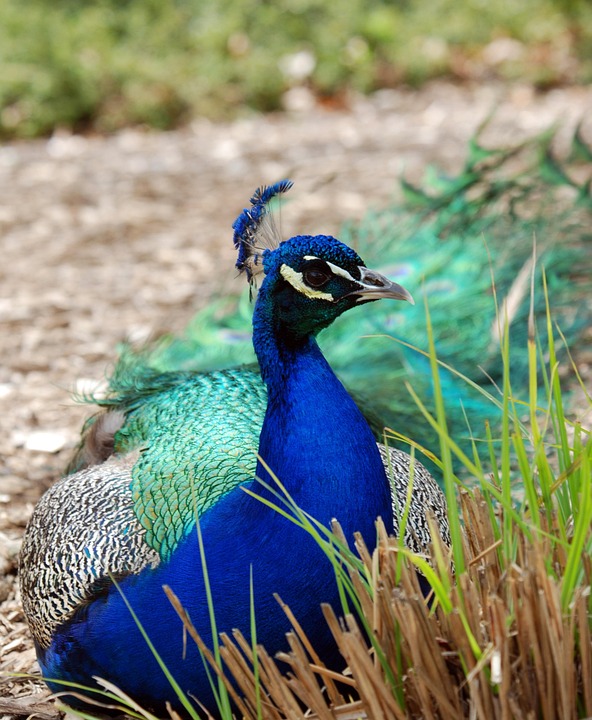 Peacock Male Bird - Free photo on Pixabay