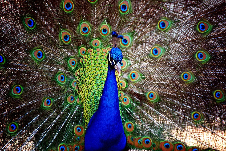 Peacock Male Bird - Free photo on Pixabay