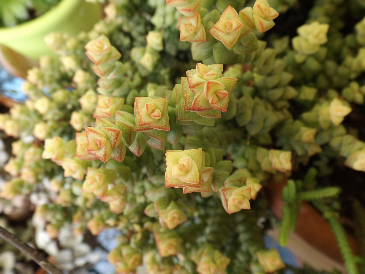 Succulent Plant Green - Free photo on Pixabay