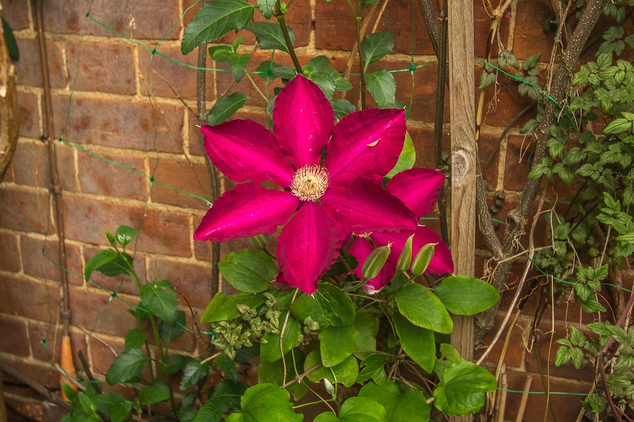 400,000+ Free Big Flower & Big Ben Images - Pixabay