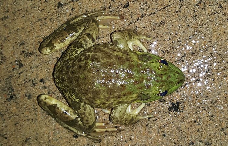 9+ Free Frog Legs & Frog Images - Pixabay