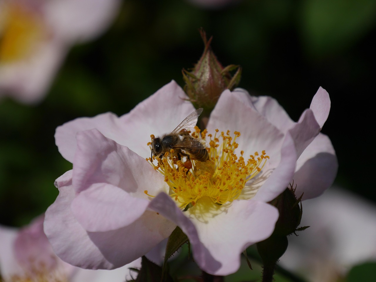 Flor Perro Se Levantó - Foto gratis en Pixabay - Pixabay