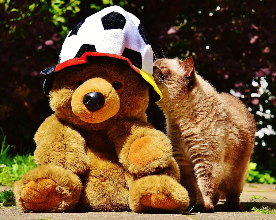 European Championship Soccer Teddy - Free photo on Pixabay - Pixabay