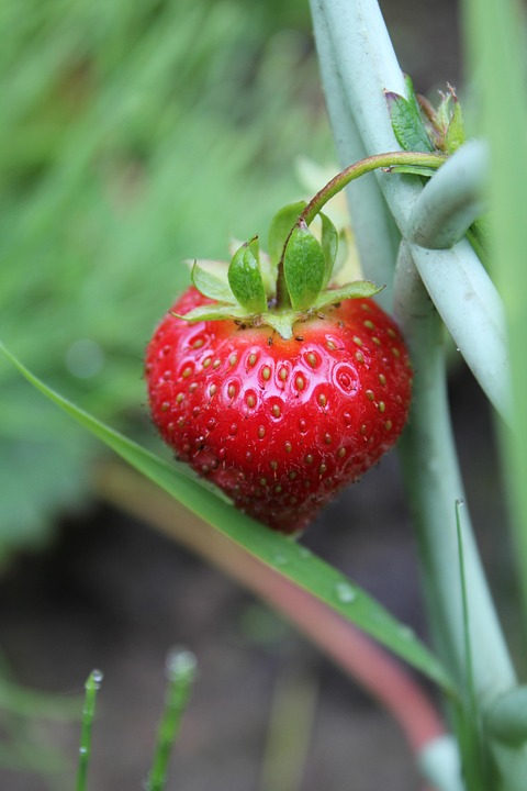 Strawberry Country House Ripe Red - Free photo on Pixabay - Pixabay