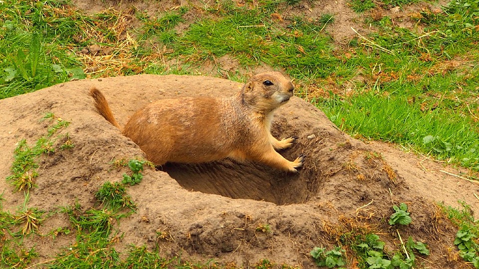 Prairie Dog Zoo Animal - Free photo on Pixabay - Pixabay
