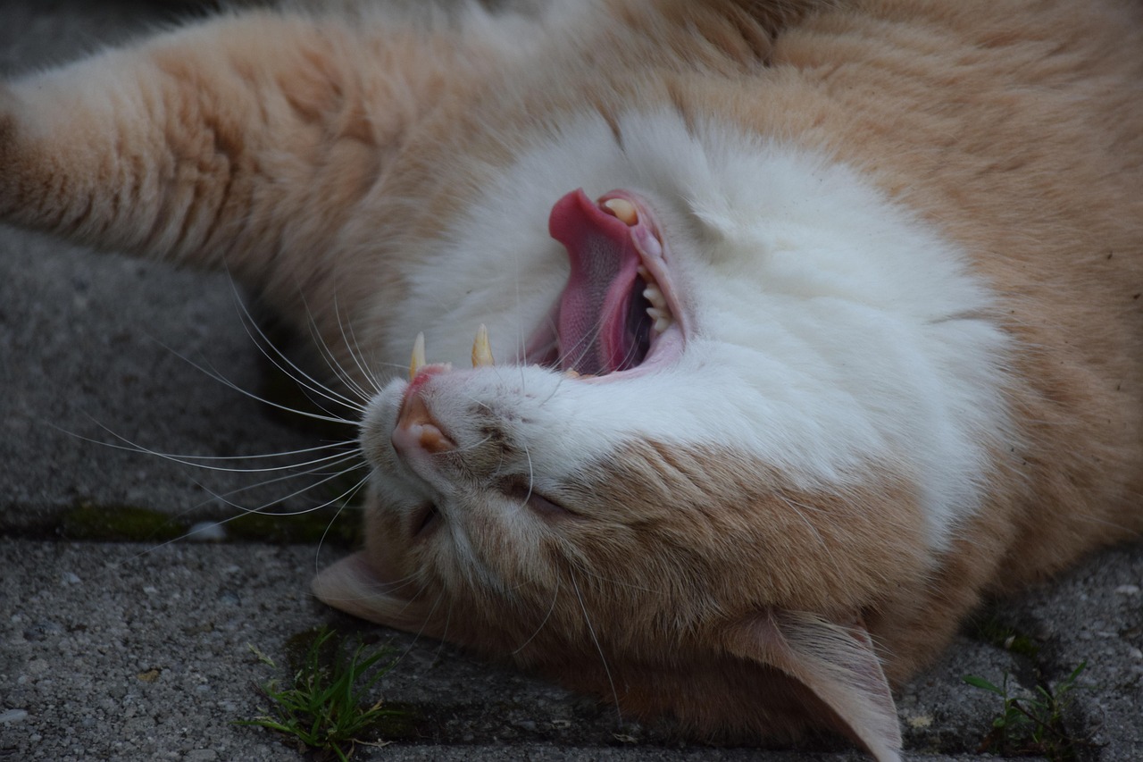 Foto Gratis De Gato Cansado Gato Gatito Cansado Foto Gratis En