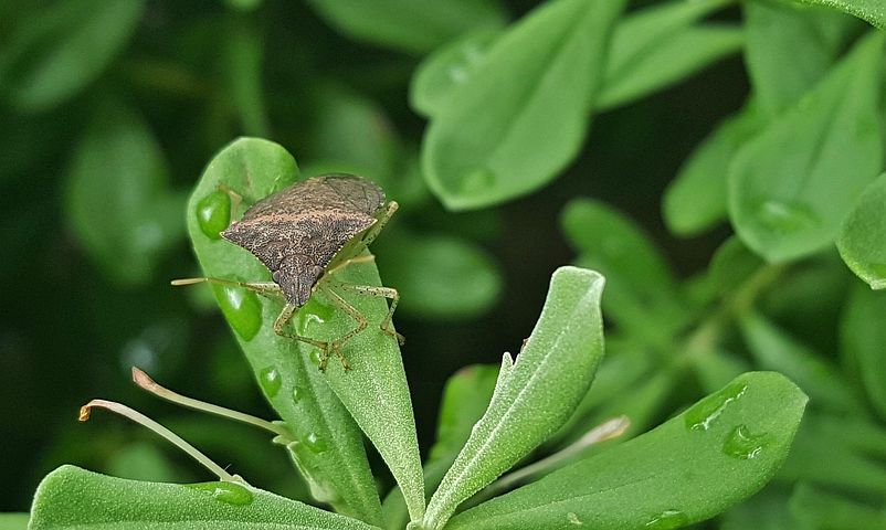 10+ Free Bad Smell & Stink Bug Photos - Pixabay