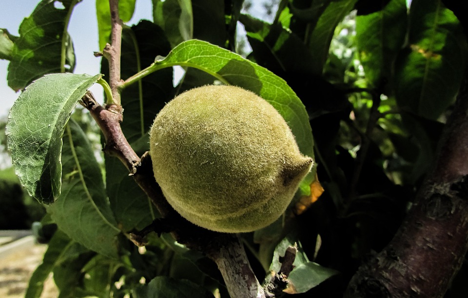 Abricot Fruit Vert - Photo gratuite sur Pixabay - Pixabay