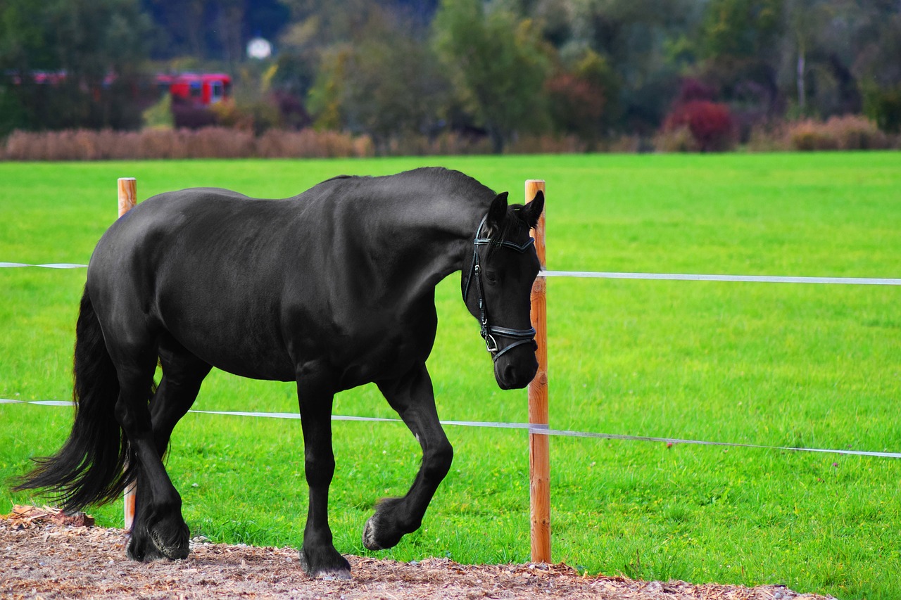 Horse Animal Nature - Free photo on Pixabay