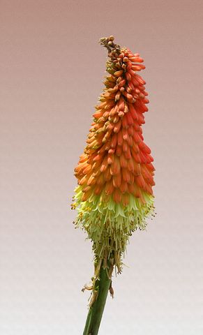 30+ Free Torch Lily & Flower Photos - Pixabay