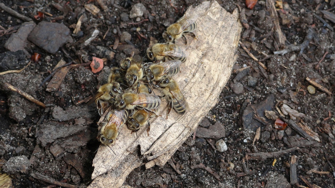 Bee Honey - Free photo on Pixabay