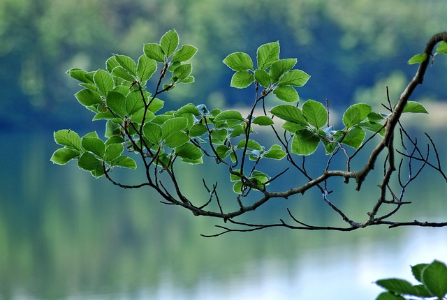 Ast Zweig Blätter - Kostenloses Foto auf Pixabay - Pixabay