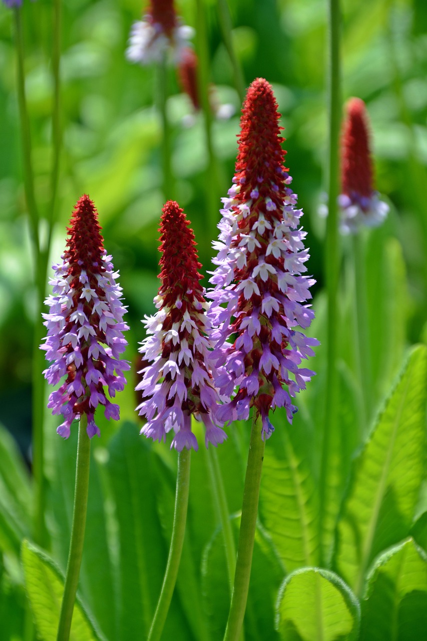 Flower Lupinias Orchid - Free photo on Pixabay - Pixabay