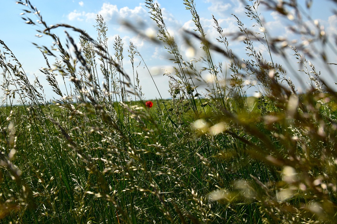 Grasses Meadow Summer - Free photo on Pixabay - Pixabay