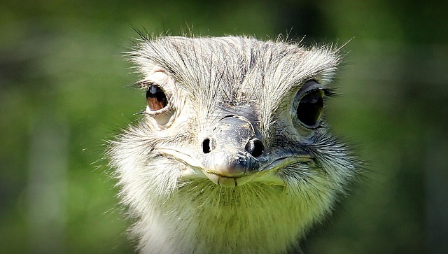 1,000+ Free Ostrich Bird & Ostrich Photos - Pixabay
