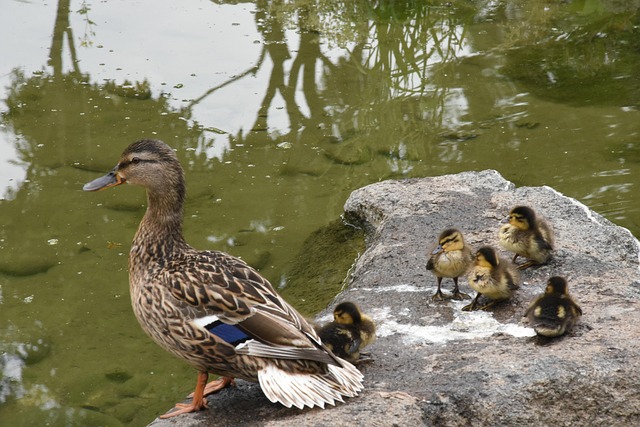 Pato Familia Naturaleza - Foto gratis en Pixabay - Pixabay
