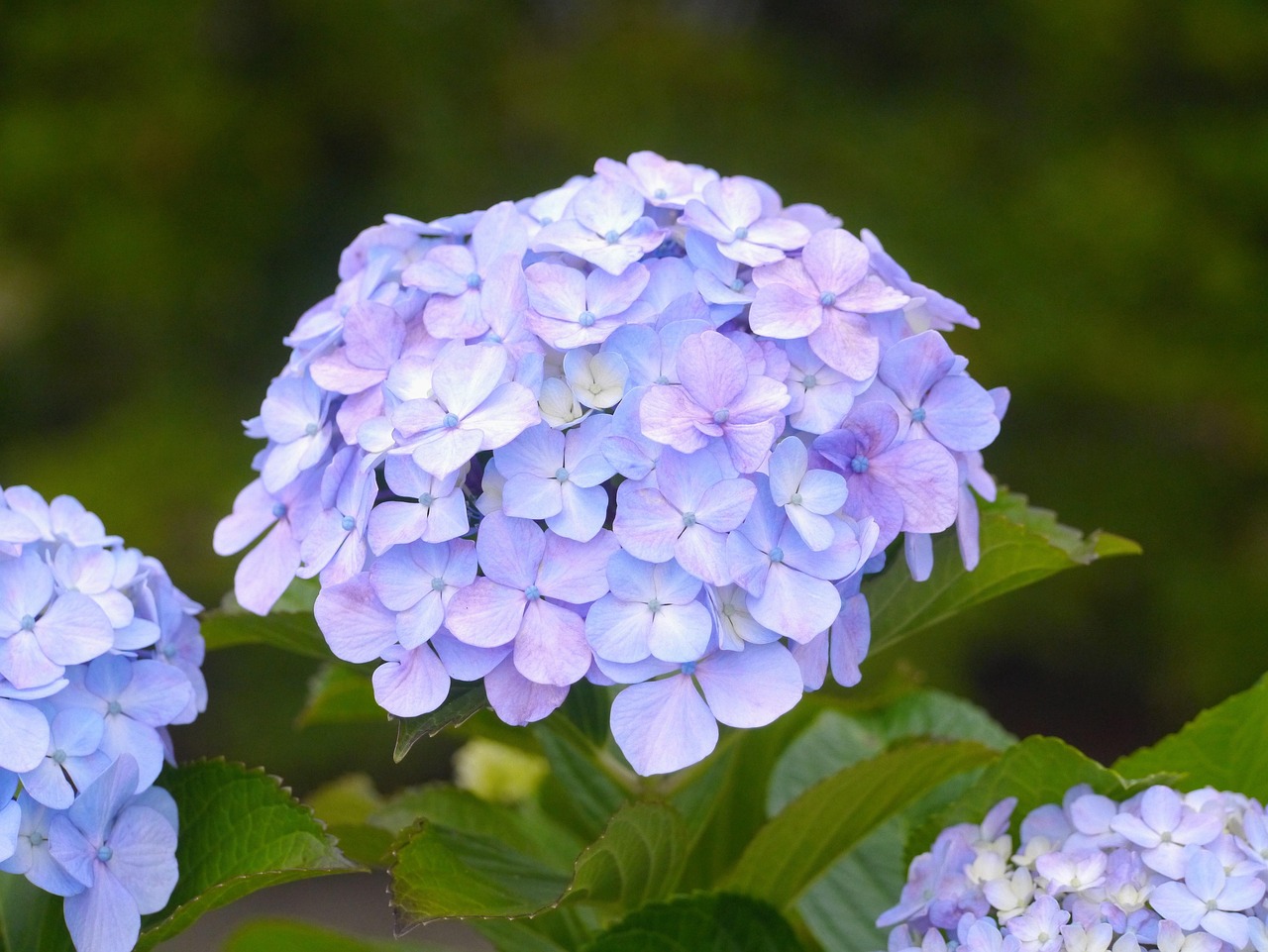 Pastel Warna Hydrangea - Foto gratis di Pixabay - Pixabay