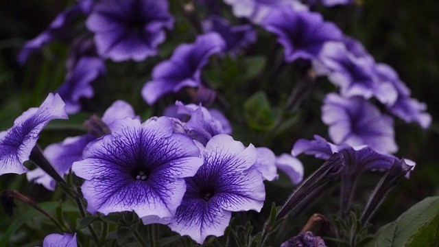 Ungu Bunga Rumput Taman - Foto gratis di Pixabay - Pixabay