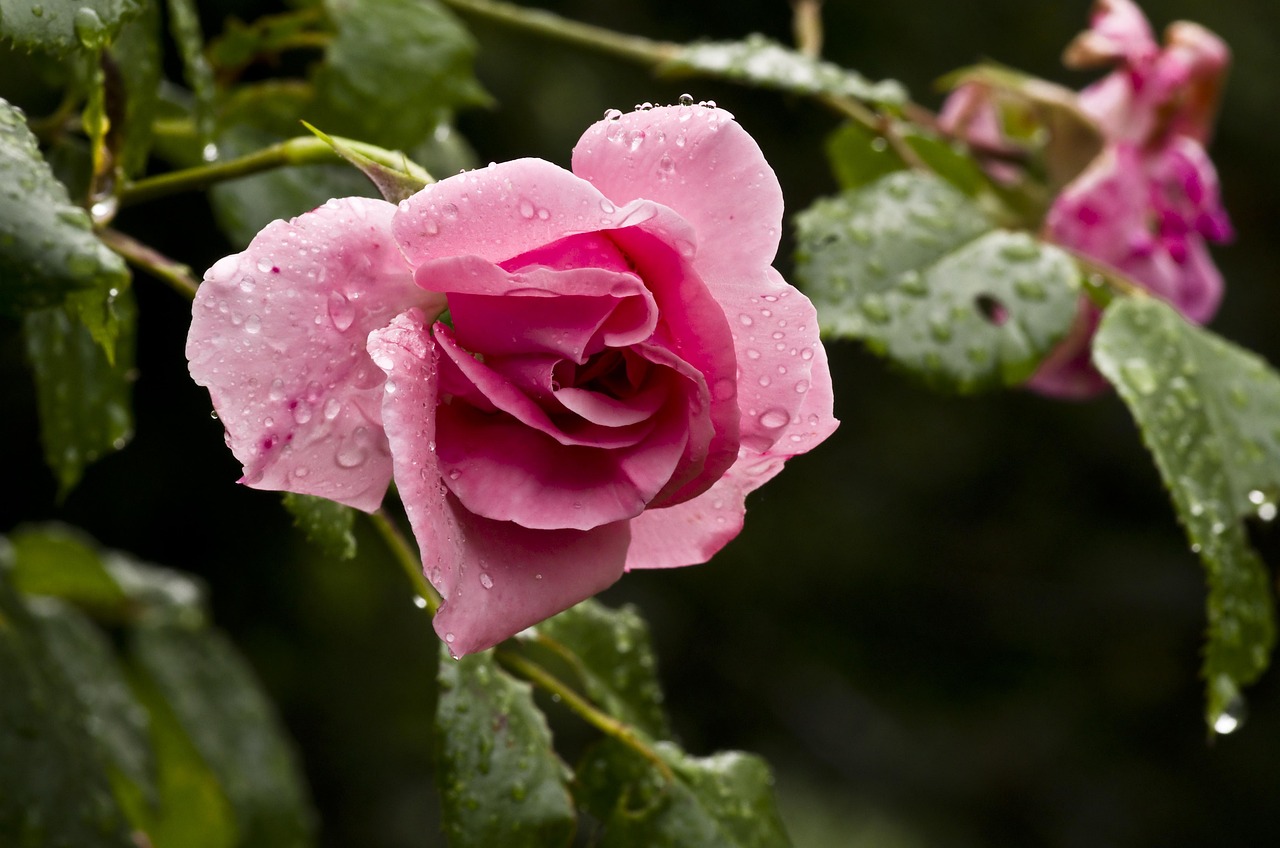 Rose Fleur Roses De - Photo gratuite sur Pixabay - Pixabay