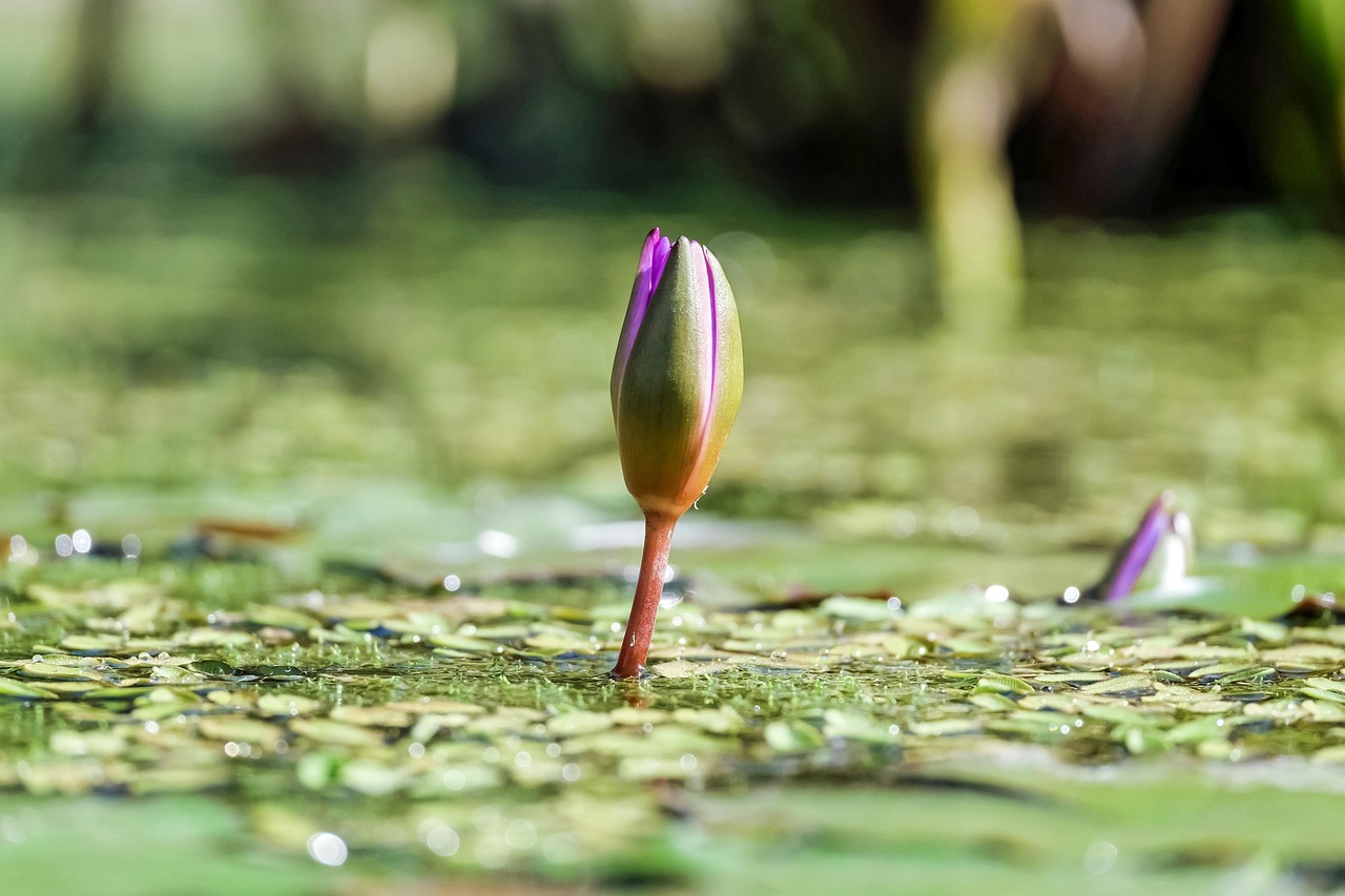 Nenúfar Flor Florescer - Foto gratuita no Pixabay - Pixabay
