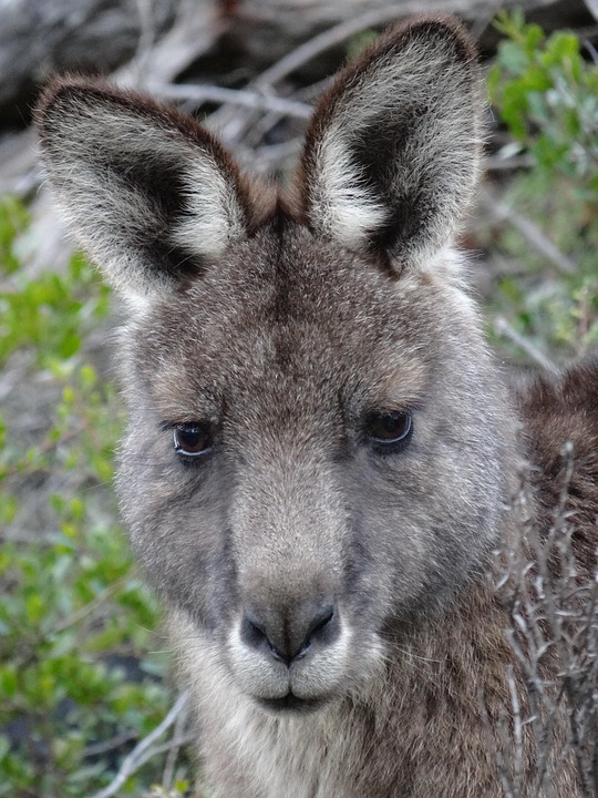 Kangaroo Face Marsupial - Free photo on Pixabay - Pixabay