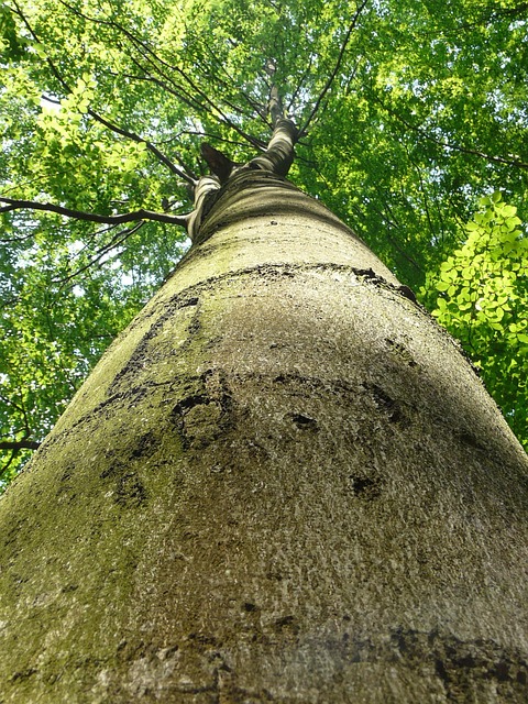Beech Tree Forest - Free photo on Pixabay - Pixabay