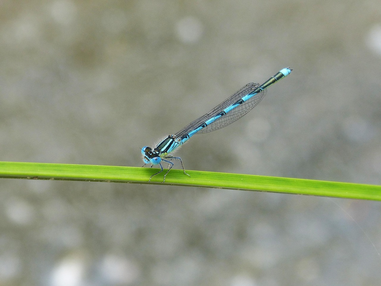 Dragonfly Capung Biru Lahan Basah - Foto gratis di Pixabay