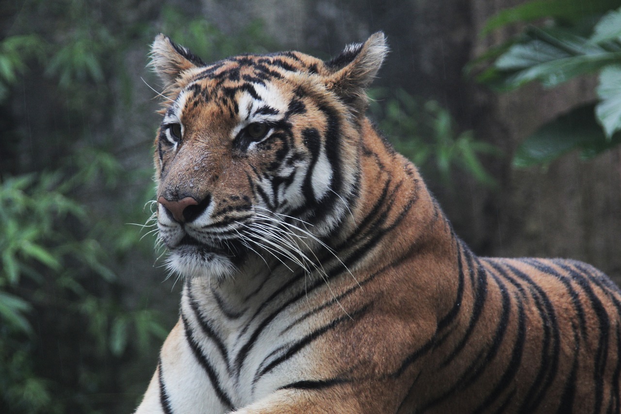 Indonesia Tiger Panthera - Free photo on Pixabay