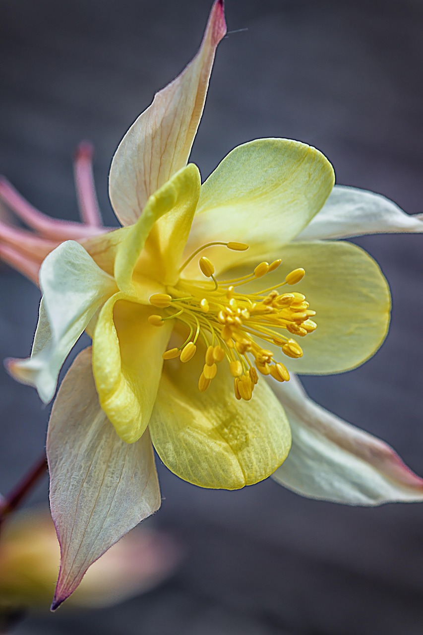 Columbia Flor Flora Columbina - Foto gratuita no Pixabay - Pixabay